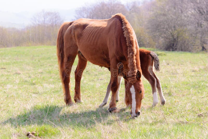 Horses in the Meadow Spring Stock Image - Image of greenery, fauna ...