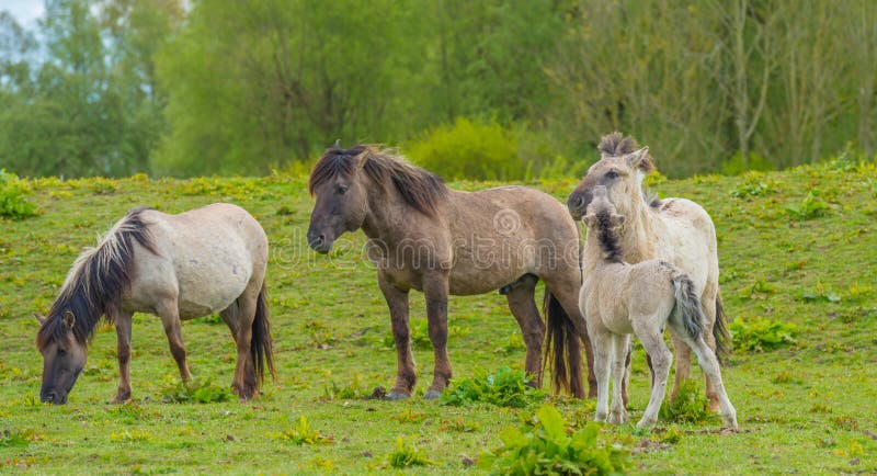 Horses in a Meadow in Wetland in Spring Stock Photo - Image of grass ...