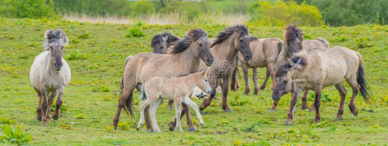Horses in a Meadow in Wetland in Spring Stock Image - Image of meadow ...