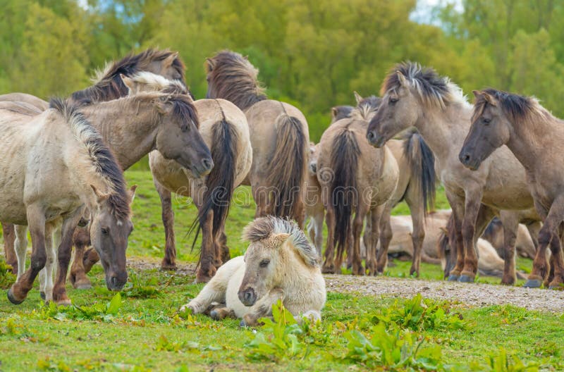 Horses in a Meadow in Wetland in Spring Stock Photo - Image of wetland ...
