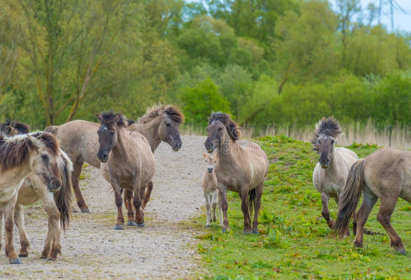 Horses in a Meadow in Wetland in Spring Stock Image - Image of nature ...