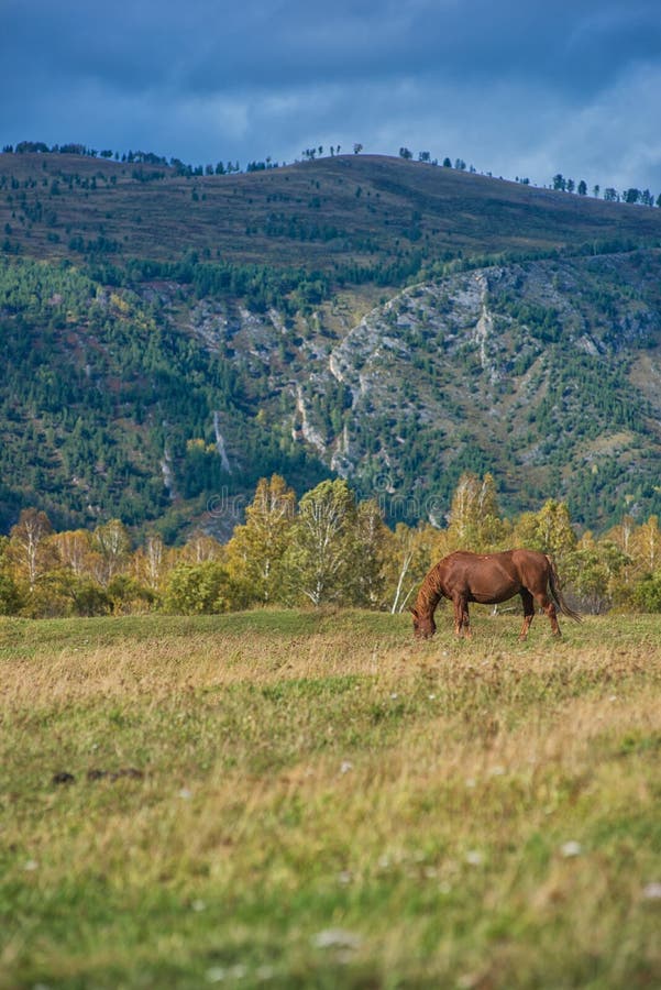 Horses in mountain ranch stock photo. Image of equestrian - 71921632