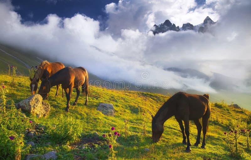 Horses stock image. Image of landscape, mountains, farm - 58833211
