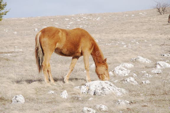 Horses in mountains stock image. Image of tranquil, tame - 13232545