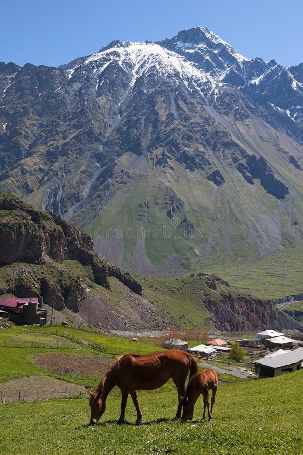 Horses in Mountains. Stepantsminda. Georgia. Stock Photo - Image of ...