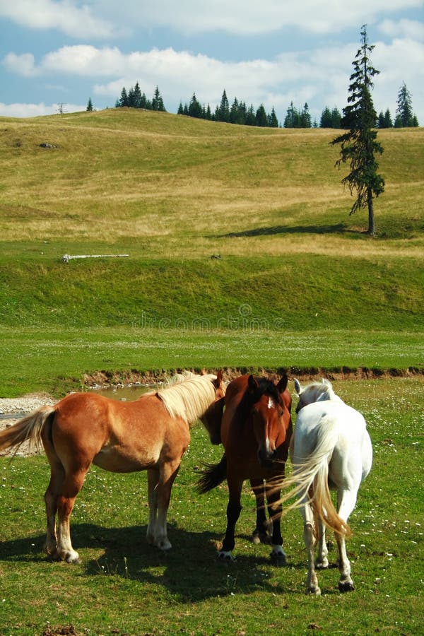 Horses in nature stock photo. Image of clouds, mammal - 4295070