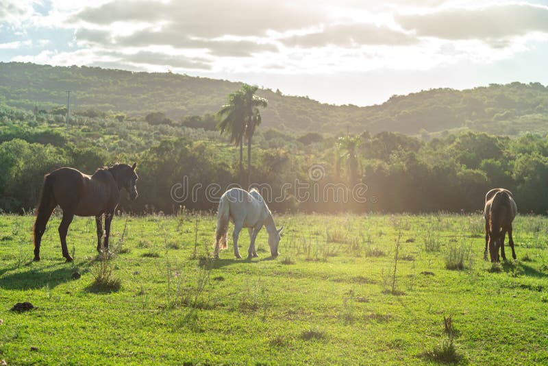 Horses in Nature at Sunrise Stock Photo - Image of nature, beauty ...