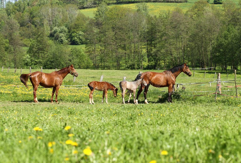 Horses stock image. Image of happy, spring, move, pasture - 31330849