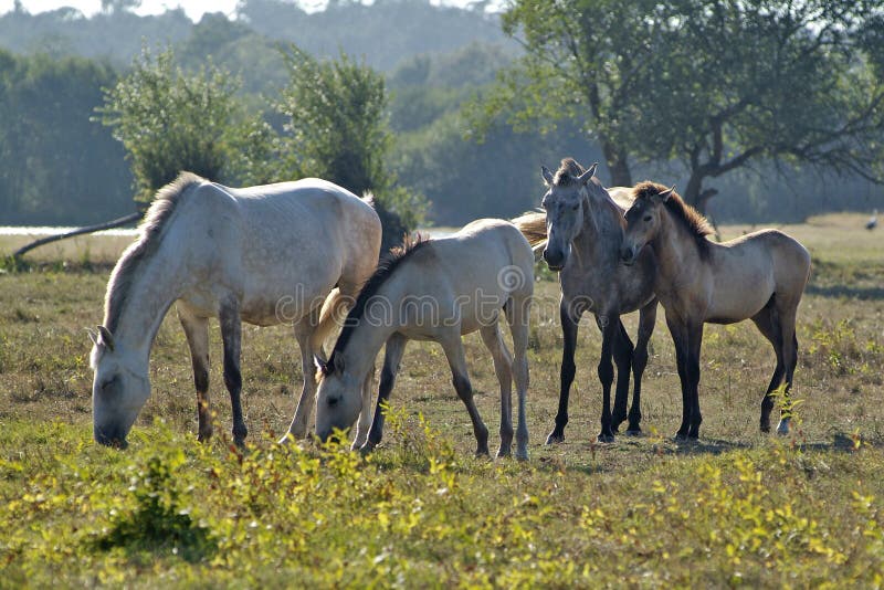 Free Animals (Wildlife) pictures, photos & images - Royalty-Free and ...