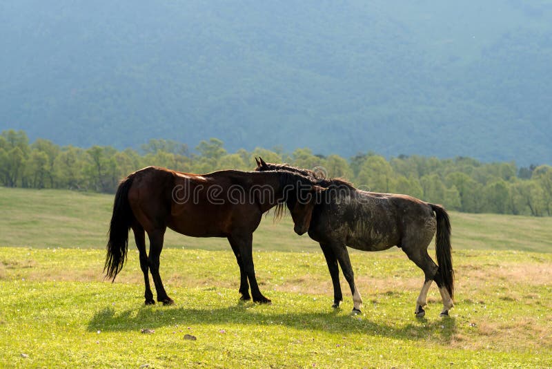 Horses Nuzzling Each Other in Wide Open Grassy Field Stock Image ...