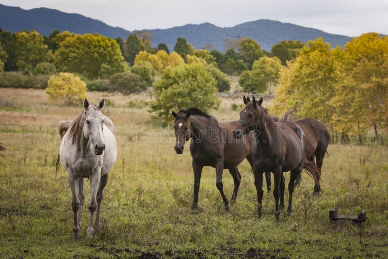 Horses in an Open Grass Field Stock Photo - Image of horse, open: 97486158