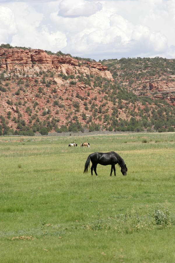 Horses in open range stock image. Image of desert, calm - 1466641