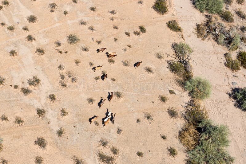 Horses on the Open Range stock image. Image of southwest - 110768397