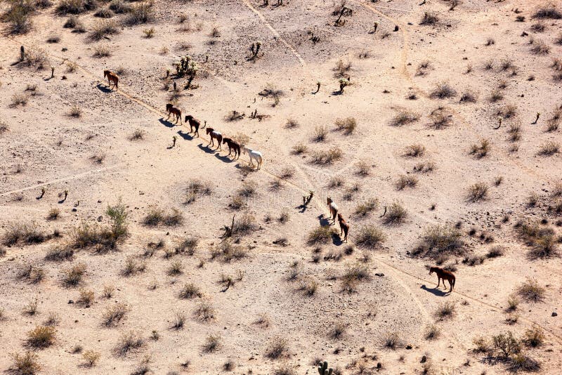Horses on the open range stock photo. Image of elevated - 110768566