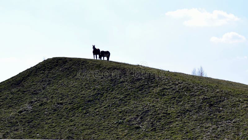 Horses outside on hill stock image. Image of hill, paddock - 176629013