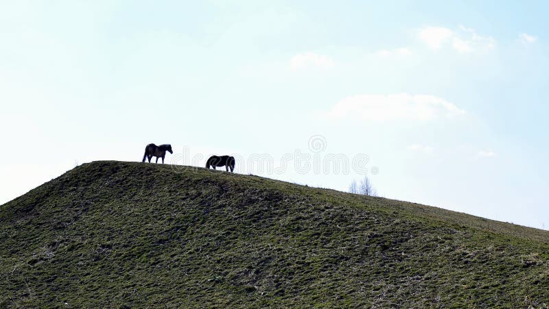 Horses outside on hill stock image. Image of wood, small - 176978949