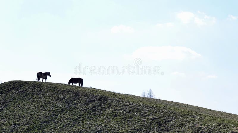 Horses outside on hill stock photo. Image of stable - 176978962