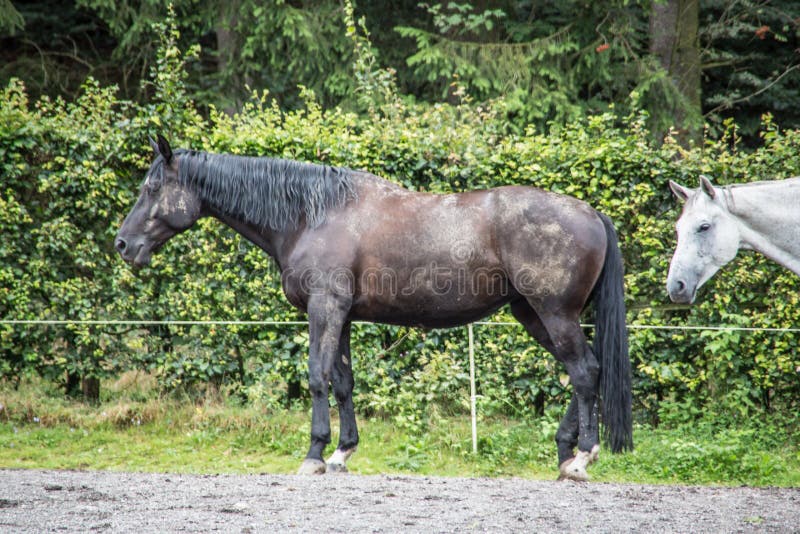Horses in a paddock stock photo. Image of mane, tail - 187222552