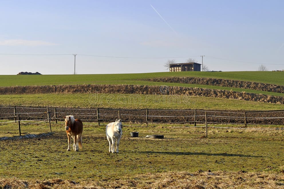 Horses in the paddock stock image. Image of stables, brown - 23187393