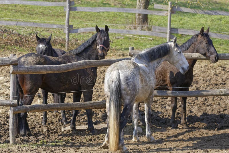Horses on a paddock stock image. Image of horses, horsemann - 120769367
