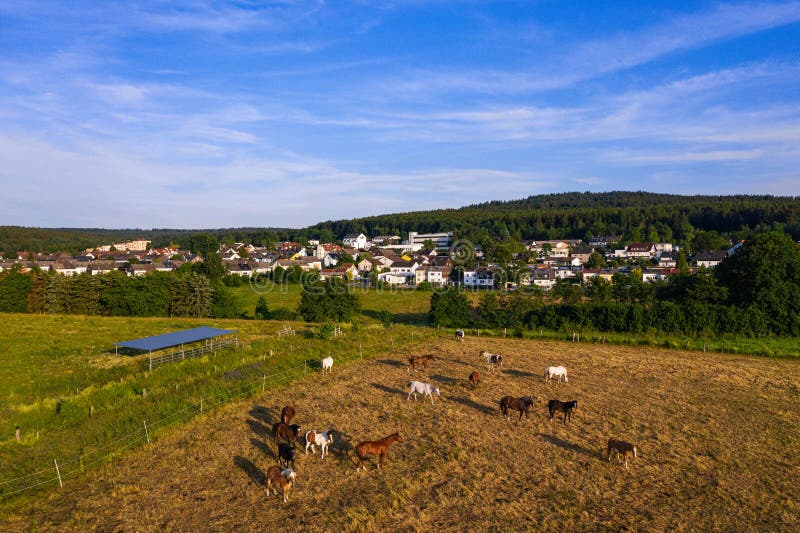 Horses in the Paddock in the Evening Light Stock Image - Image of drone ...