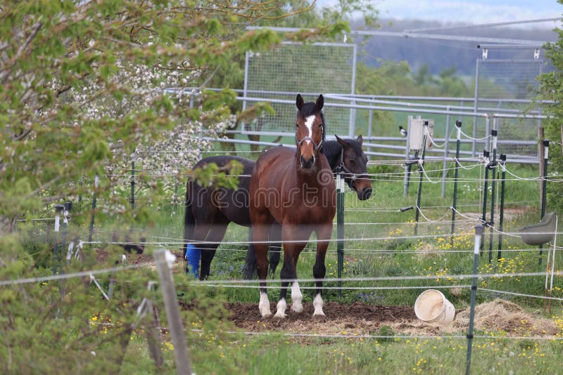 Horses in a Paddock in a Farm Yard Stock Photo - Image of animal ...