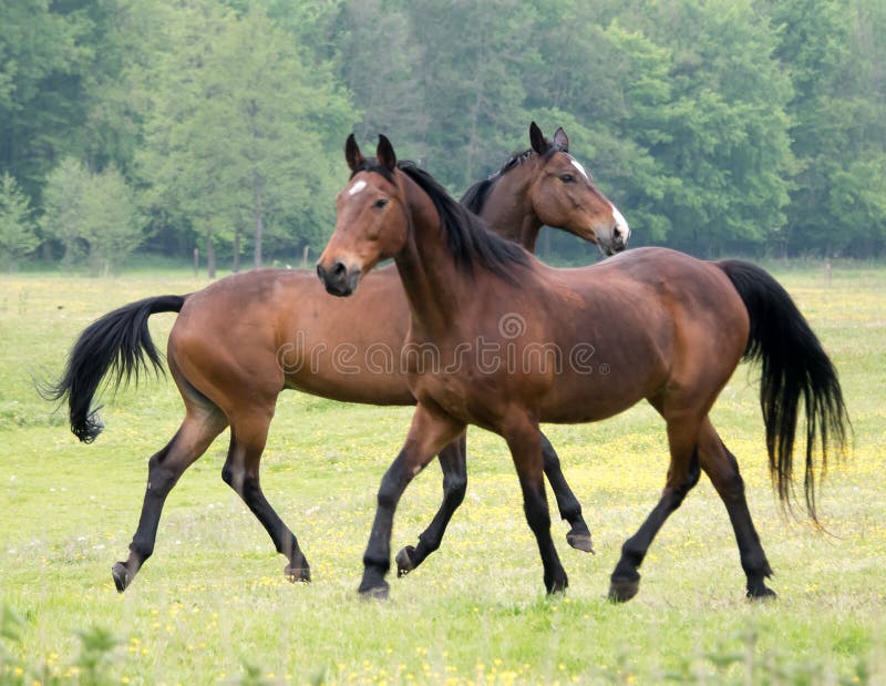 Horses in paddock stock image. Image of spring, paddock - 71197077