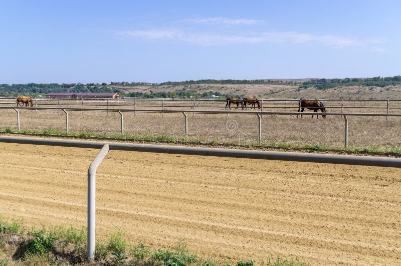 Horses in paddock stock image. Image of rail, grassland - 141118345