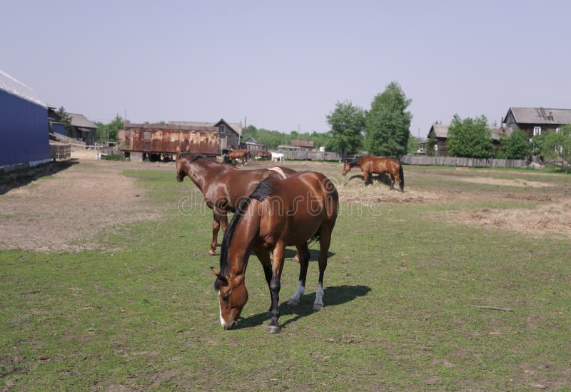Horses in the paddock stock photo. Image of landscape - 151433224