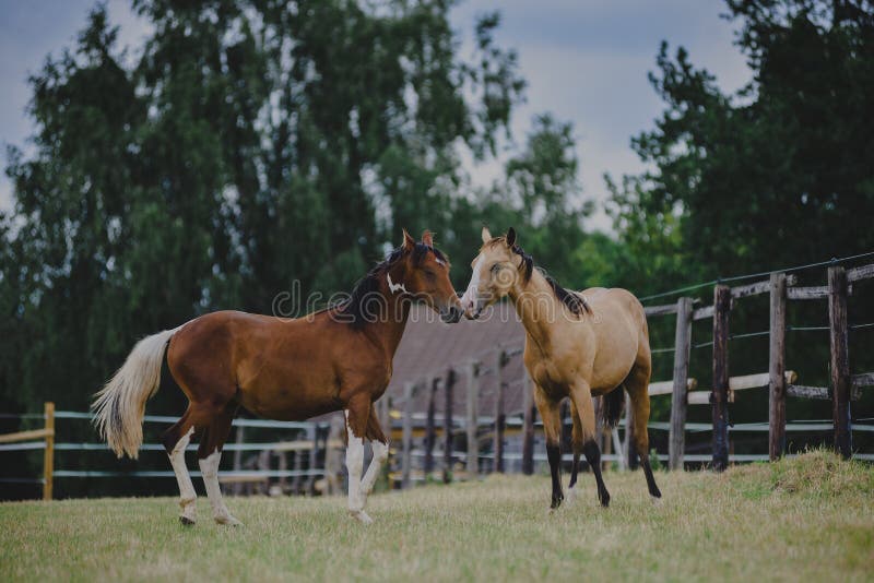 Horses in paddock stock photo. Image of mammal, pets - 172579090