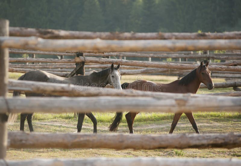 Horses in a paddock stock image. Image of eyelash, farm - 43781459