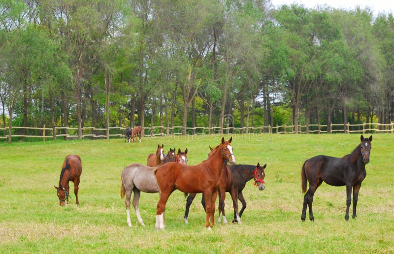 Horses in pasture stock image. Image of young, equine - 18167787