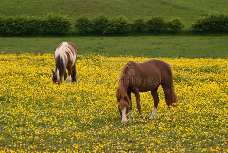 White Horse in Yellow Spring Flowers. Stock Photo - Image of animal ...