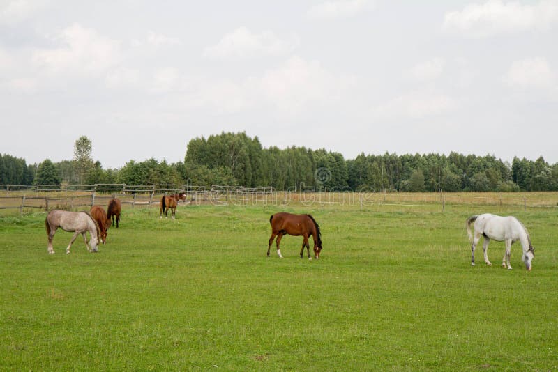 Horses on a pasture stock image. Image of livestock, colt - 99116329