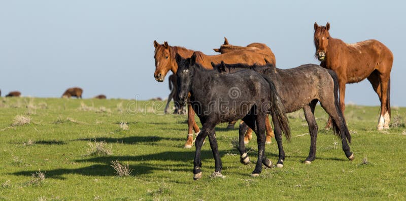 Horses in Pasture on Nature Stock Image - Image of mane, animal: 91833467