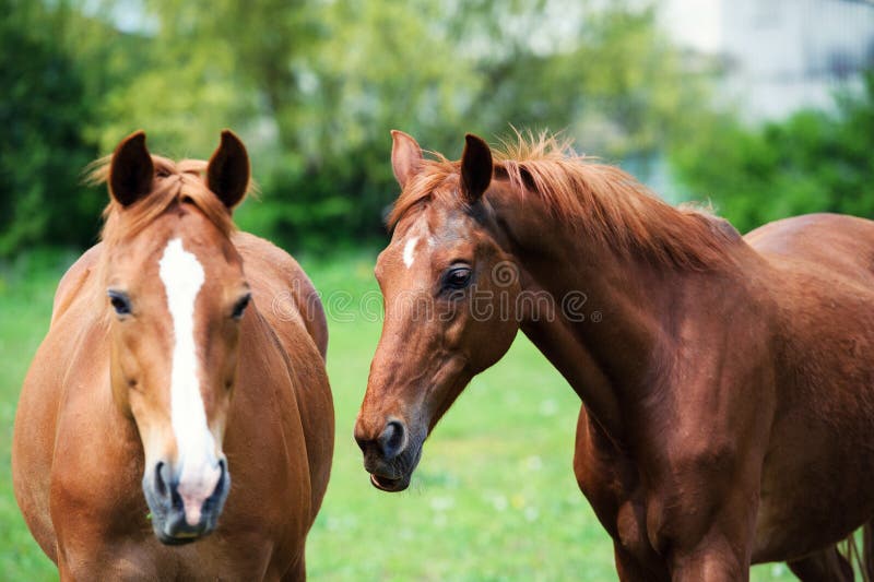 Horses in the Pasture Near the House Stock Image - Image of house ...