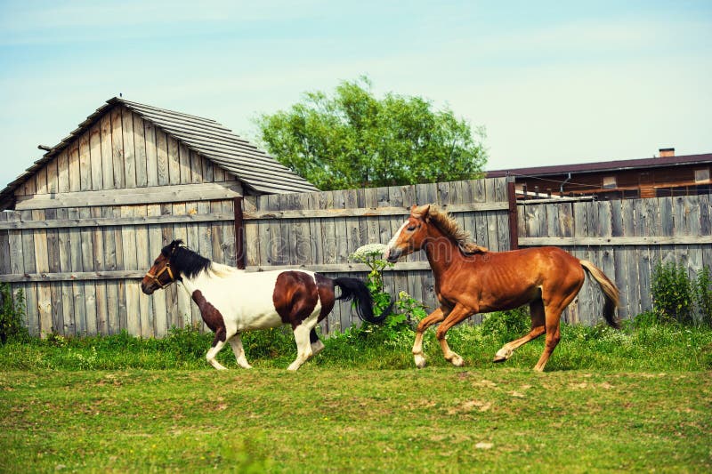Horses in the Pasture Near the House Stock Image - Image of summer ...
