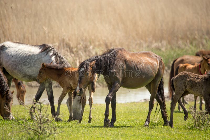 Horses in the Pasture in the Spring Stock Photo - Image of blue, horses ...