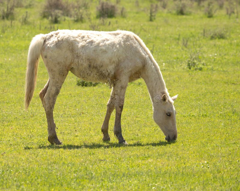 Horses in the Pasture in the Spring Stock Image - Image of horse ...