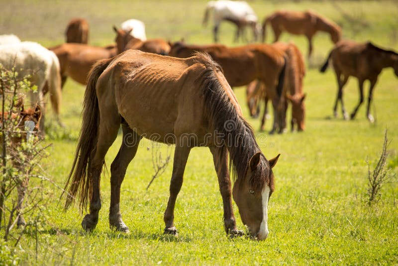 Horses in the Pasture in the Spring Stock Photo - Image of meadow ...