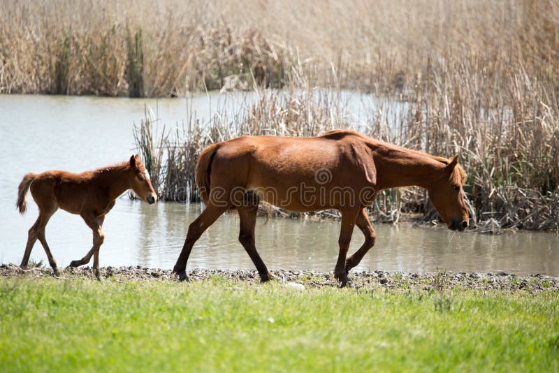 Horses in the Pasture in the Spring Stock Photo - Image of summer ...