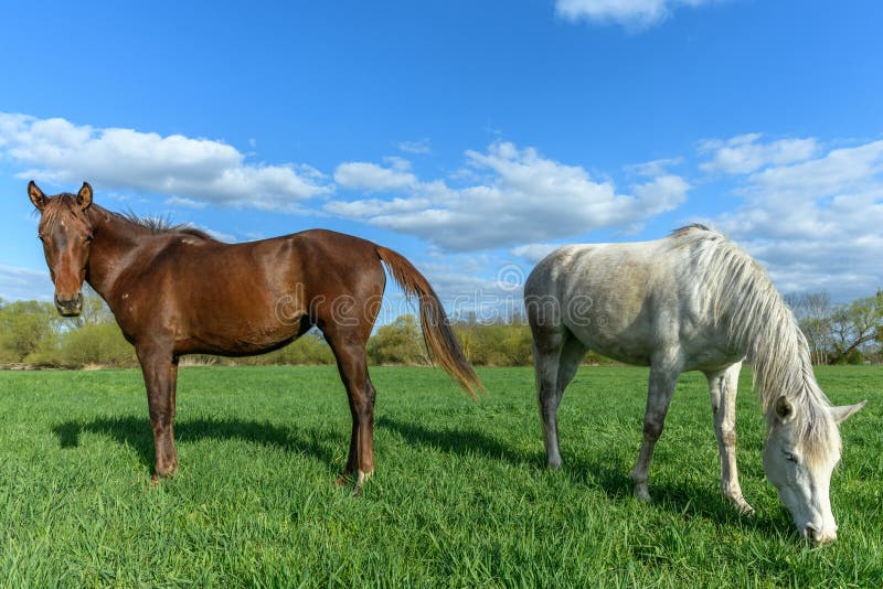 Horses in a Pasture in Spring Stock Photo - Image of nature, green ...