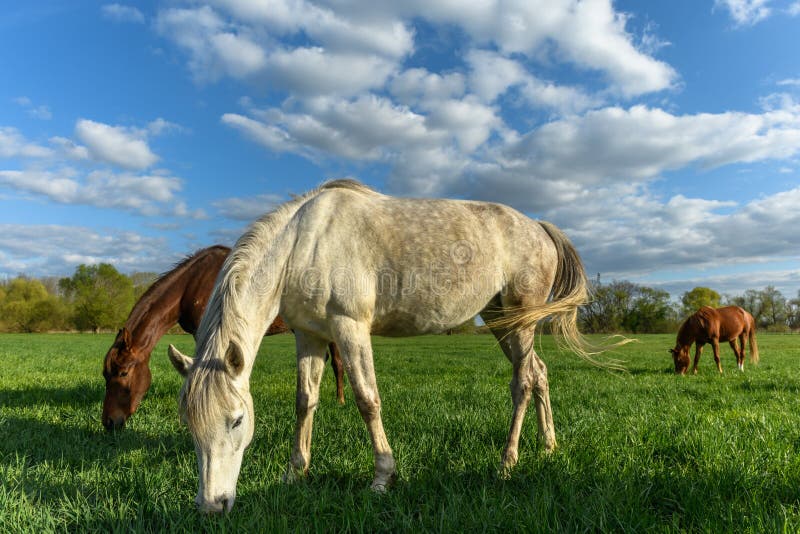 Horses in a Pasture in Spring Stock Image - Image of equestrian, farm ...