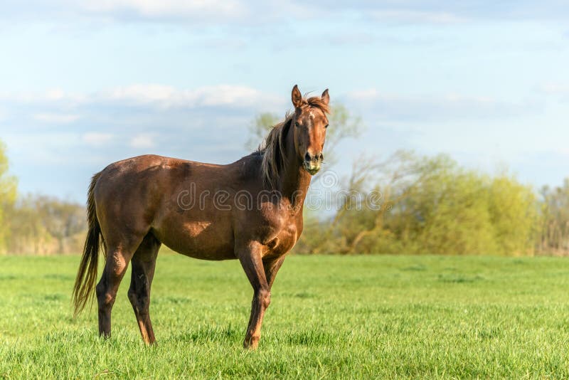 Horses in a Pasture in Spring Stock Photo - Image of domestic, green ...