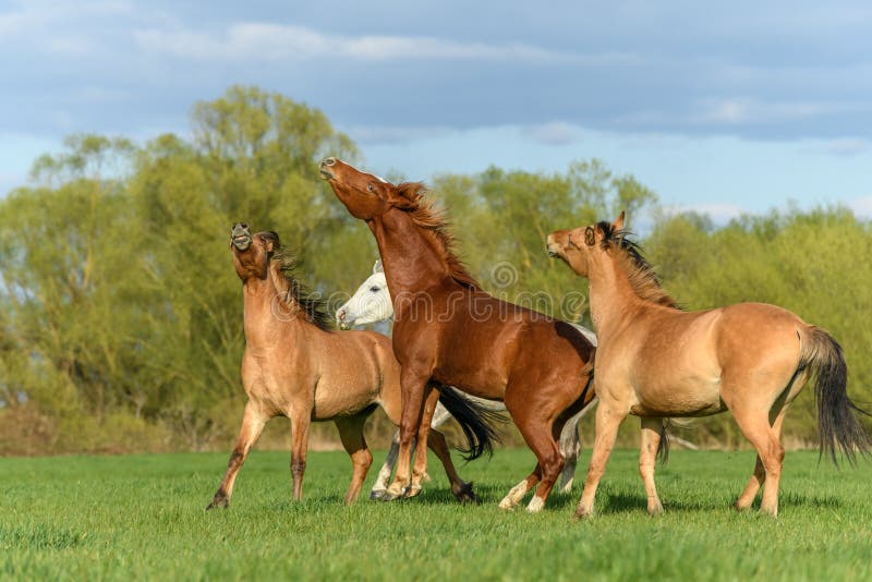 Horses in a Pasture in Spring Stock Photo - Image of gallop, grass ...