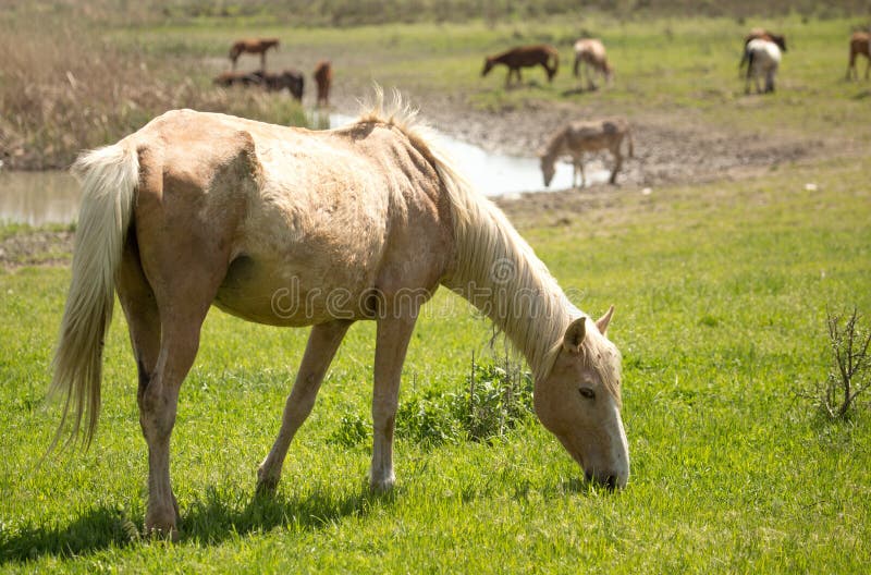 Horses in the Pasture in the Spring Stock Image - Image of nature, hill ...