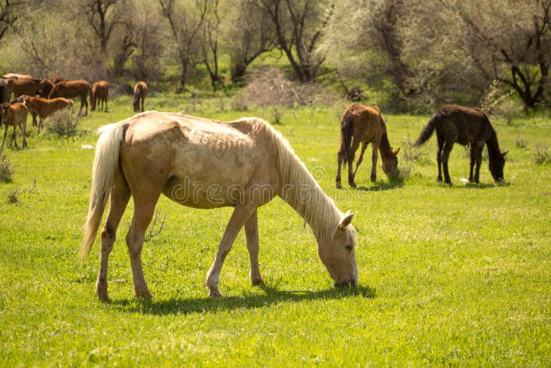 Horses in the Pasture in the Spring Stock Photo - Image of animal ...