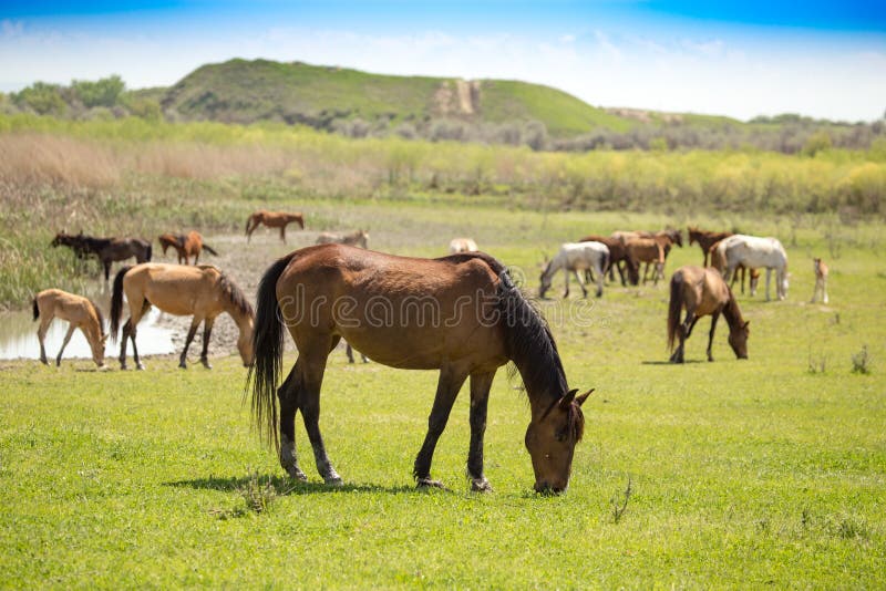 Horses in the Pasture in the Spring Stock Photo - Image of herd ...