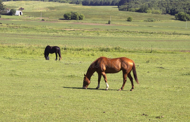 Horses in a pasture stock photo. Image of field, pasture - 98154460