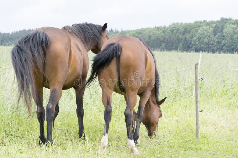 Horses stock image. Image of ranch, quarter, teeth, young - 69428063